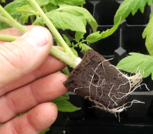 Making your own DIY plant rooting gel – Science in Hydroponics