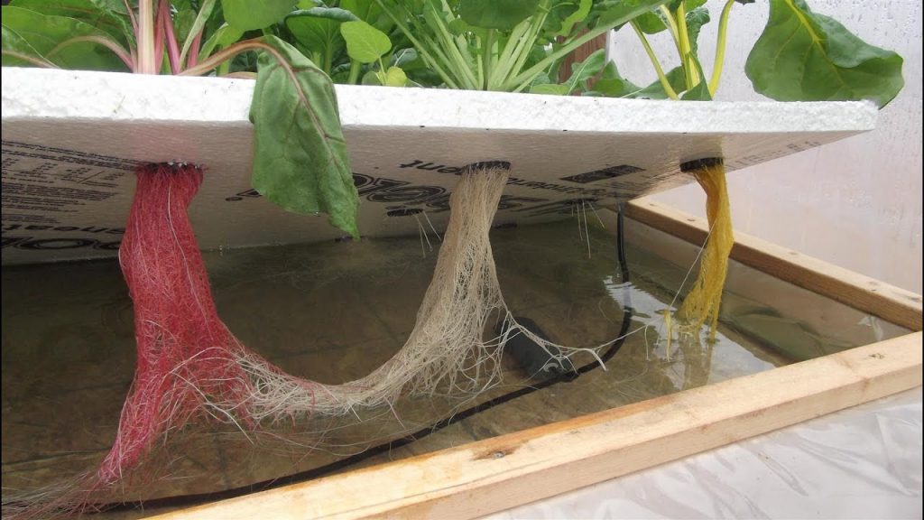 Six things to consider when running experiments in hydroponics ...