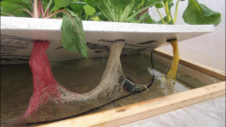 Six things to consider when running experiments in hydroponics ...