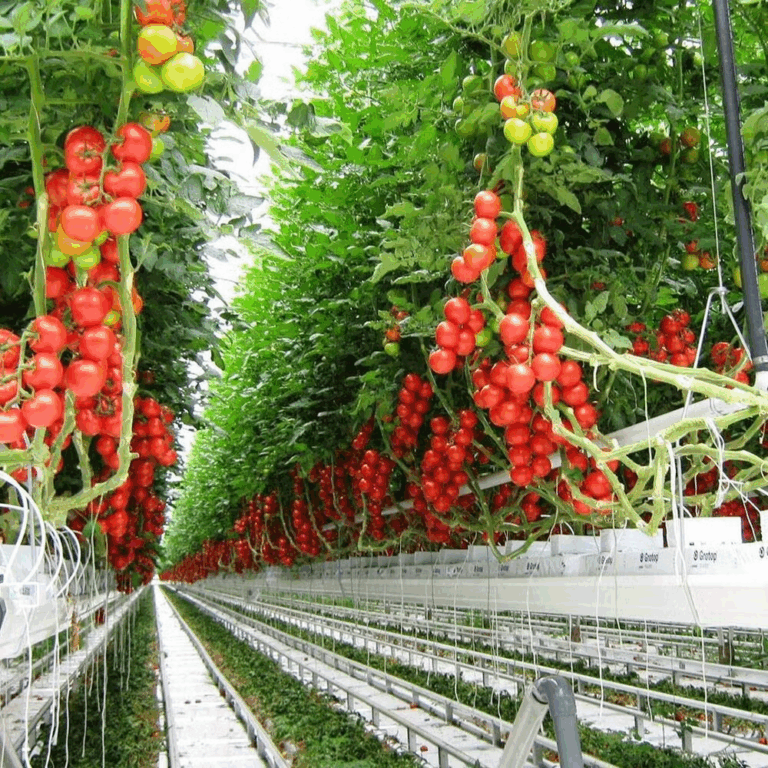 Comparing Nutrient Solutions for Hydroponic Tomatoes – Science in ...